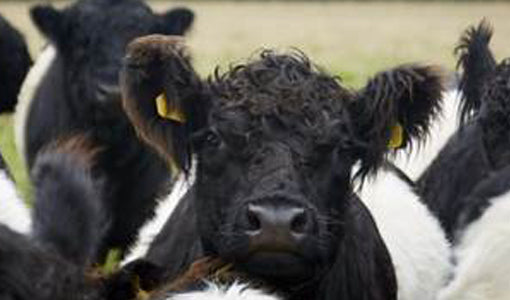 Great British Beef Week – Blagdon Farm Shop